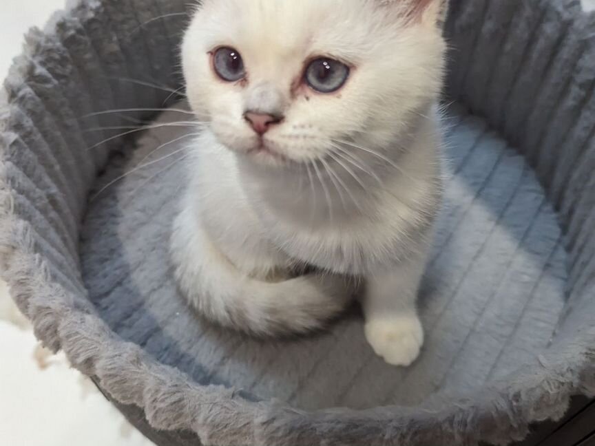 Шотландские вислоухие котята шиншилла