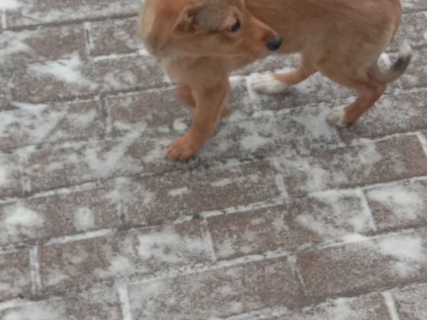 Собака в добрые руки отдам бесплатно