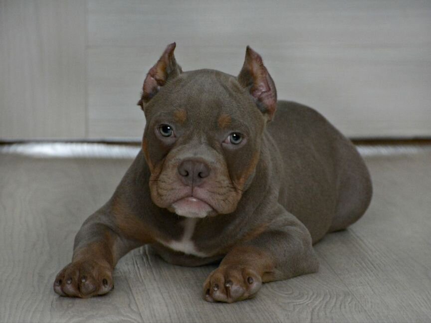 Американский булли покет