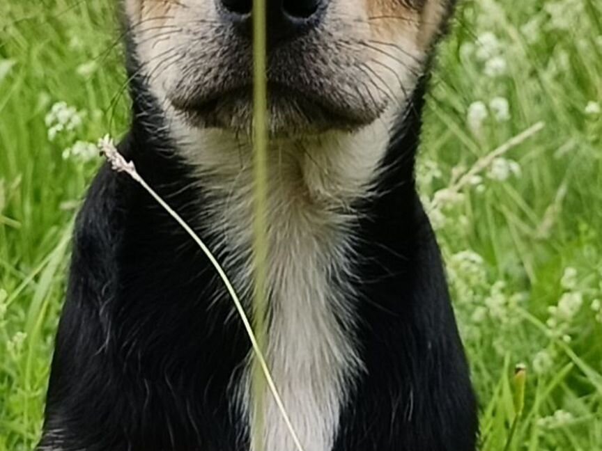 Щенок мальчик Федя