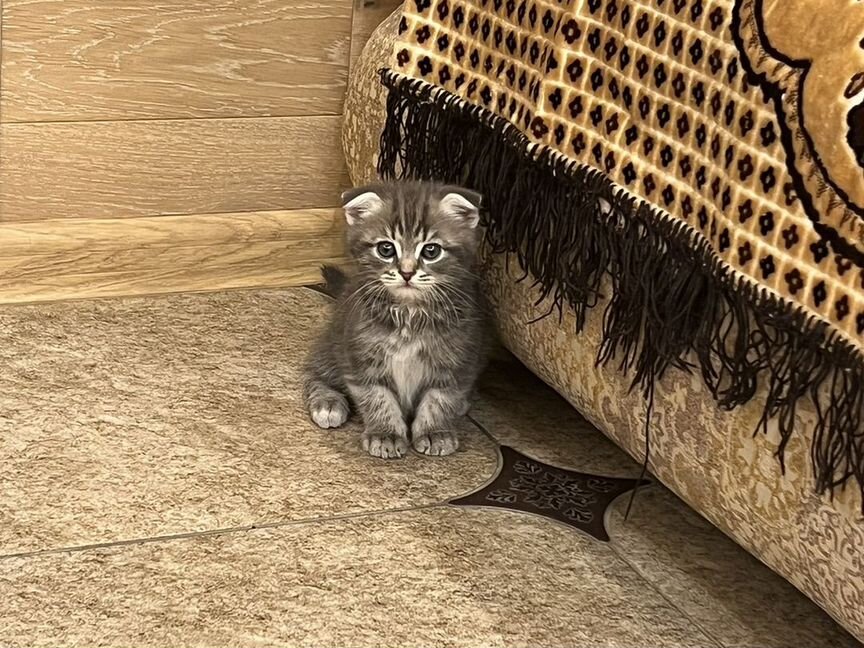 Мейн - кун Шотланка