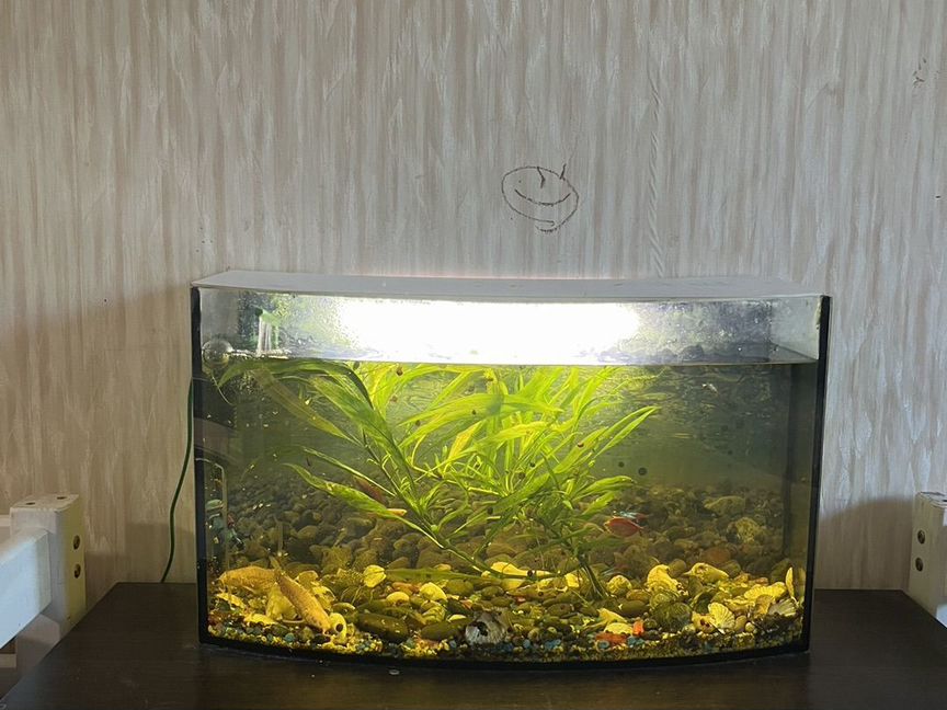Аквариум с рыбками