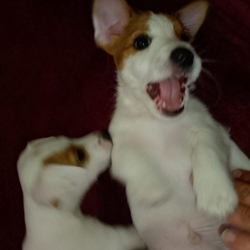 Щенки джек рассел терьер брокен