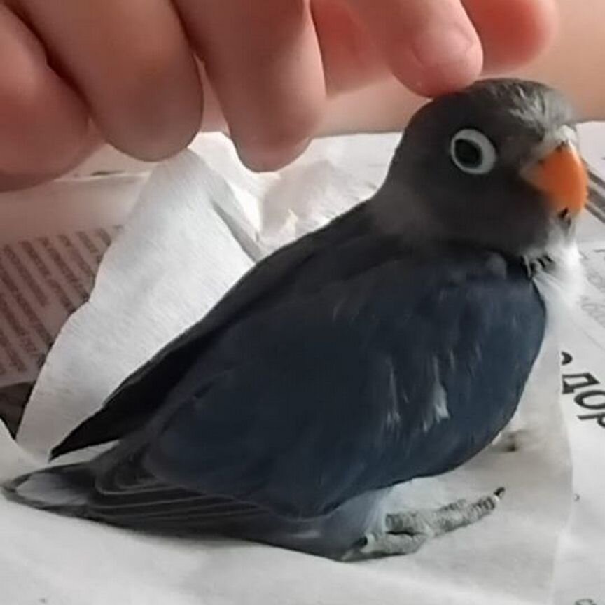 Попугай неразлучники