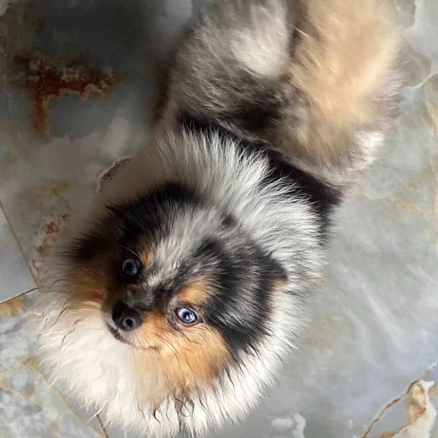 Шпиц цветной вязка