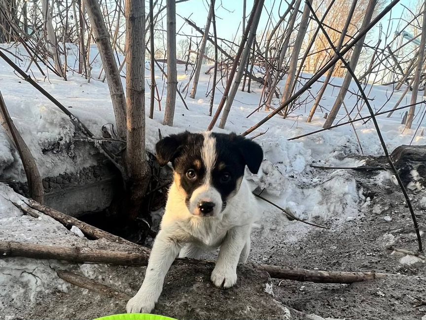 Щеночек в добрые руки