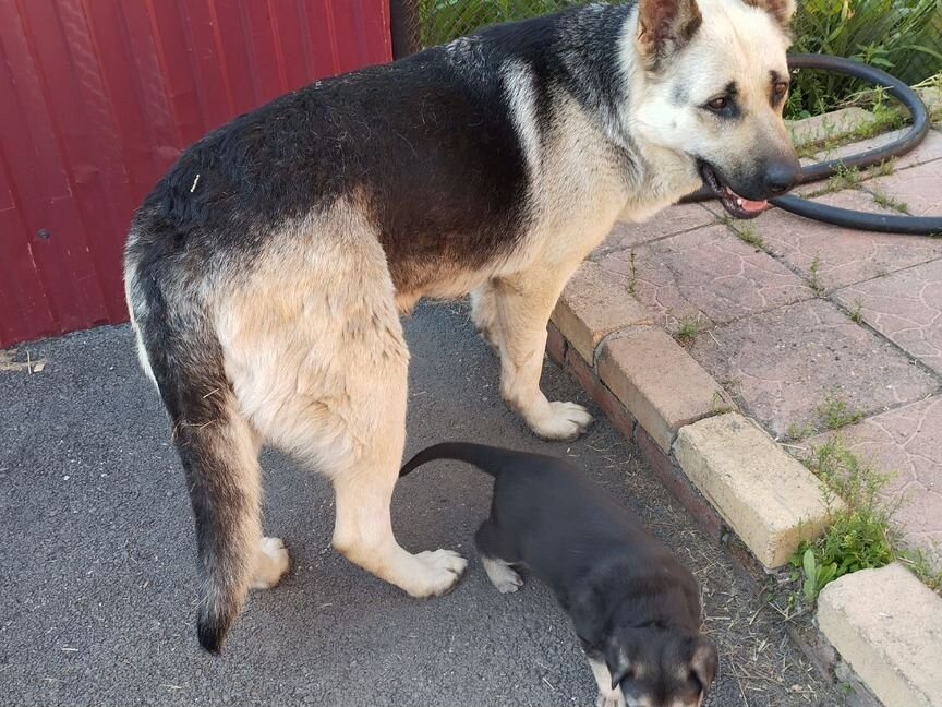 Восточноевропейская овчарка