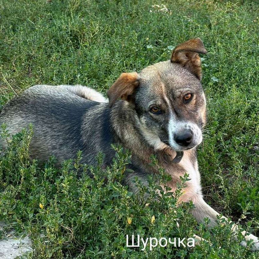 Чудесная девочка Шурочка в добрые руки