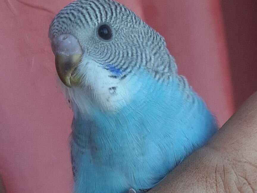 Волнистый попугай