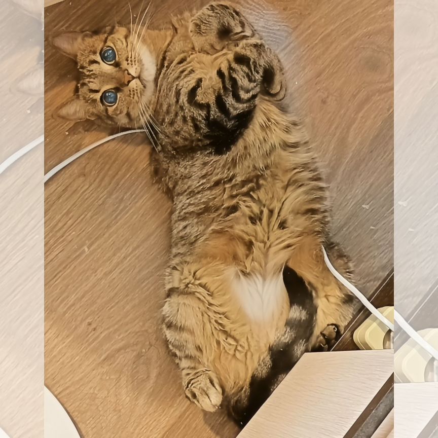 Взрослая кошка в добрые руки