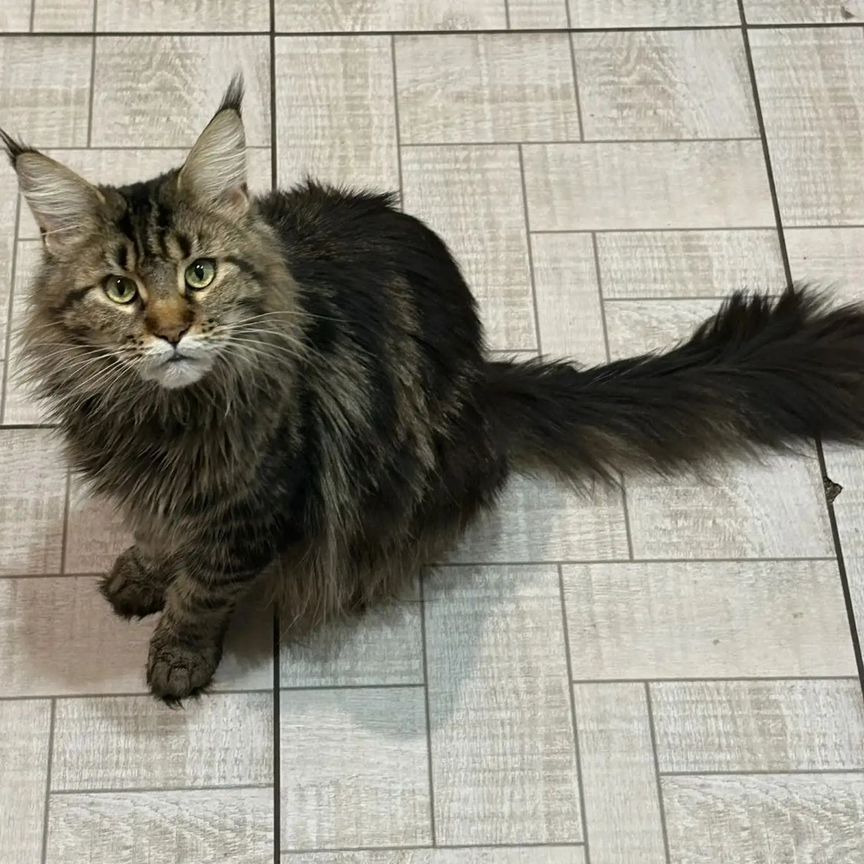 Мейн-кун котёнок