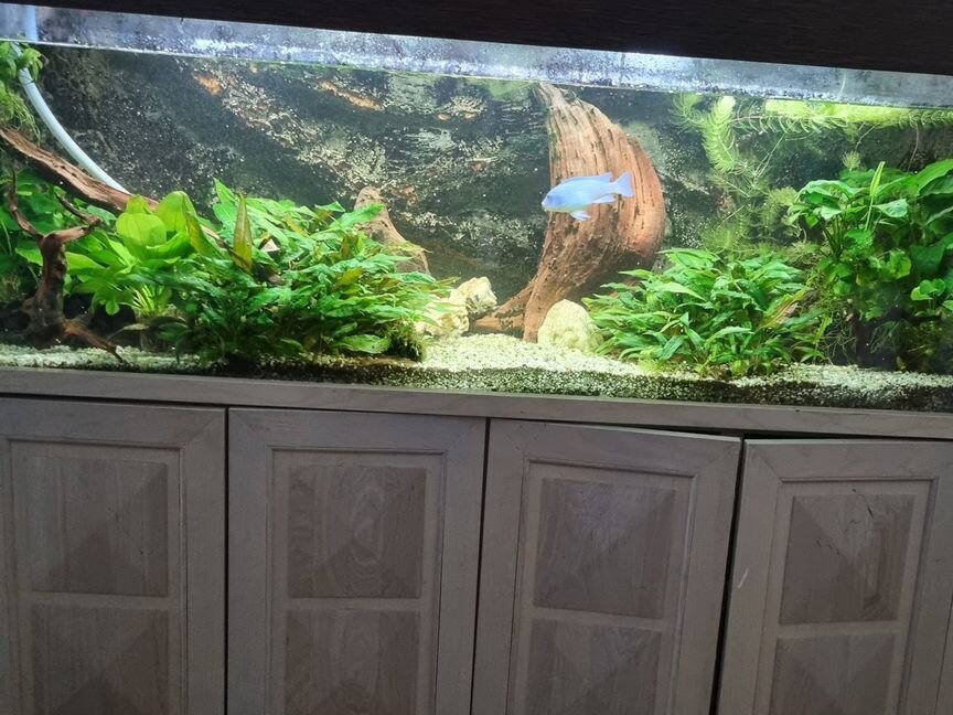 Распродаю свой подводный сад