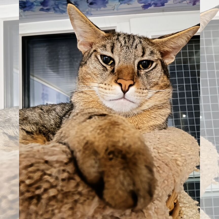 Чаузи котёнок