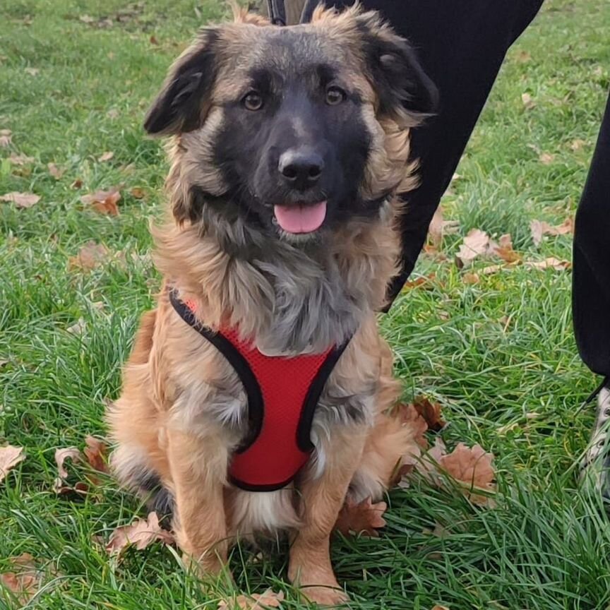 Щенок в добрые руки