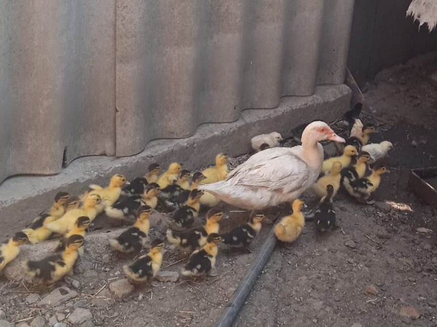 Утята с уткой