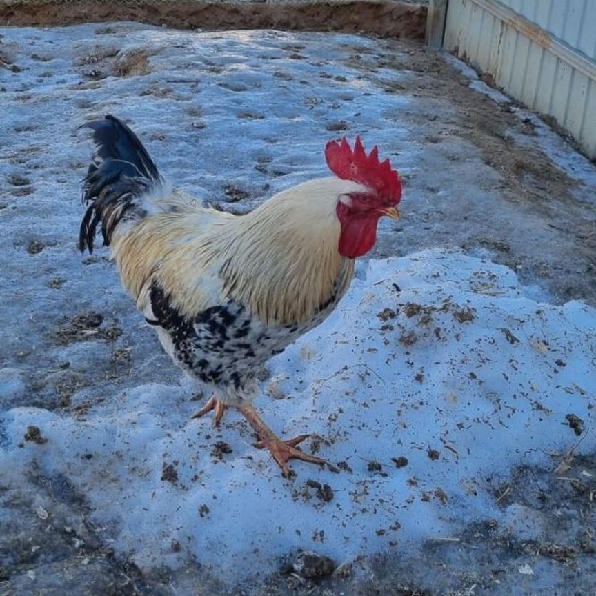 Петухи домашние