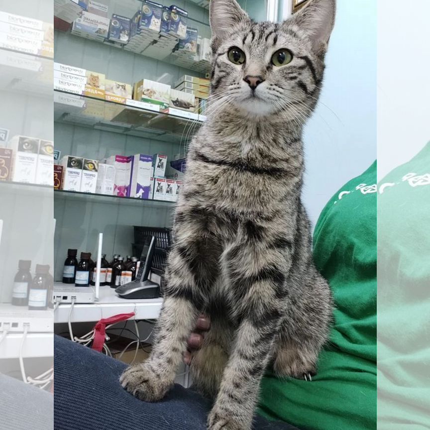 Котёнок в добрые руки