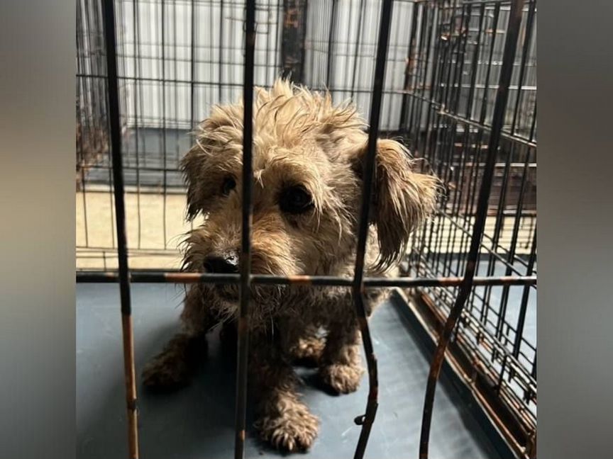 Маленькая собака в беде. Отлов