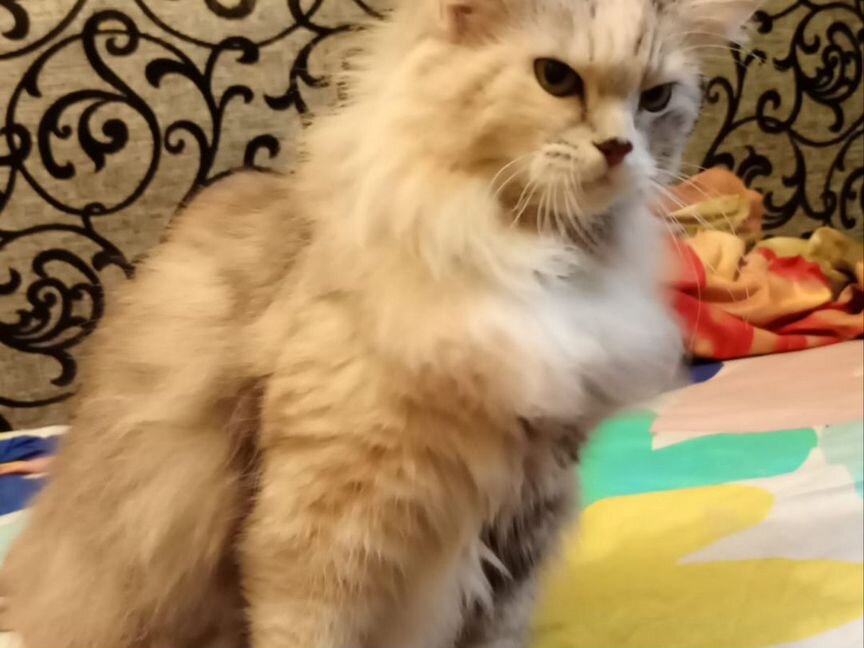 Кошка в дар бесплатно