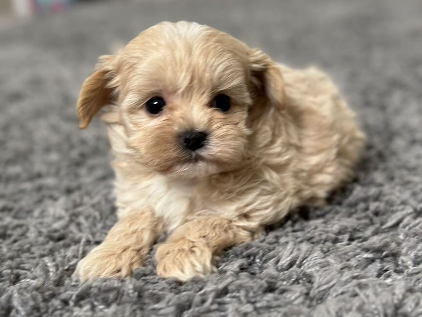 Мальтиипу Ф1 до 3кг