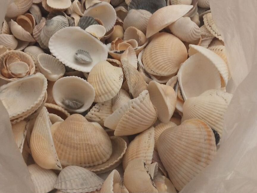Морские ракушки