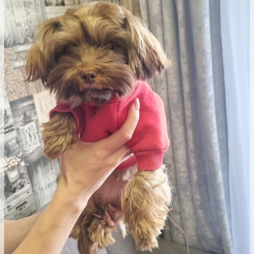 Йоркширский терьер, щенок