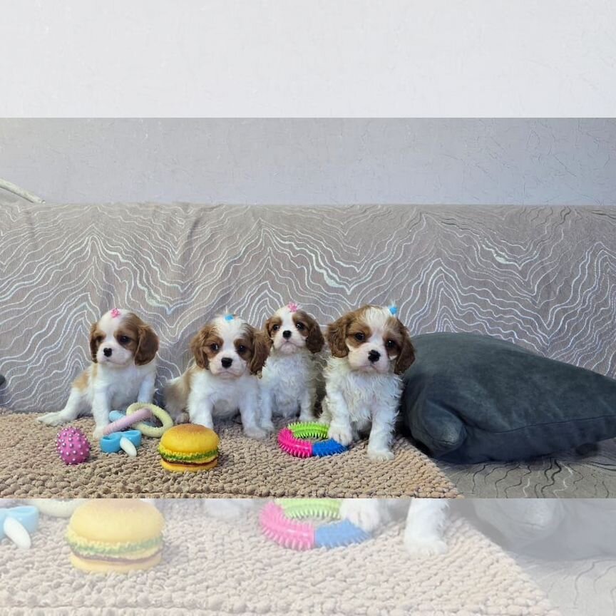 Кавалер кинг-чарльз-спаниель, щенок