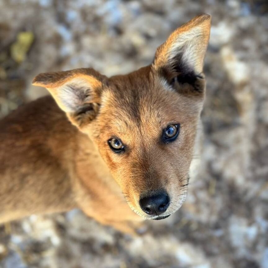 Щенки в добрые руки