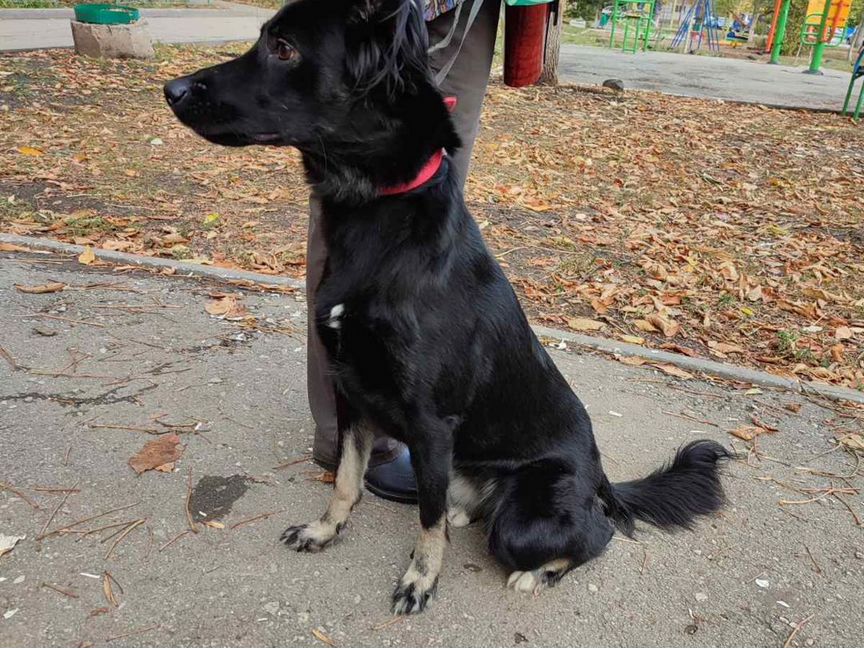 Собака в добрые руки