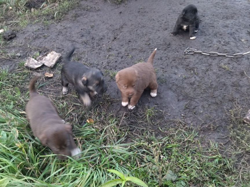 Собаки щенки бесплатно, мама(лайка) маламут