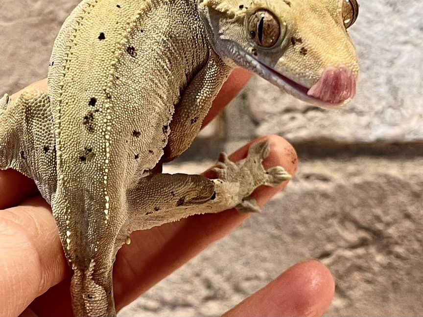 Реснитчатый бананоед