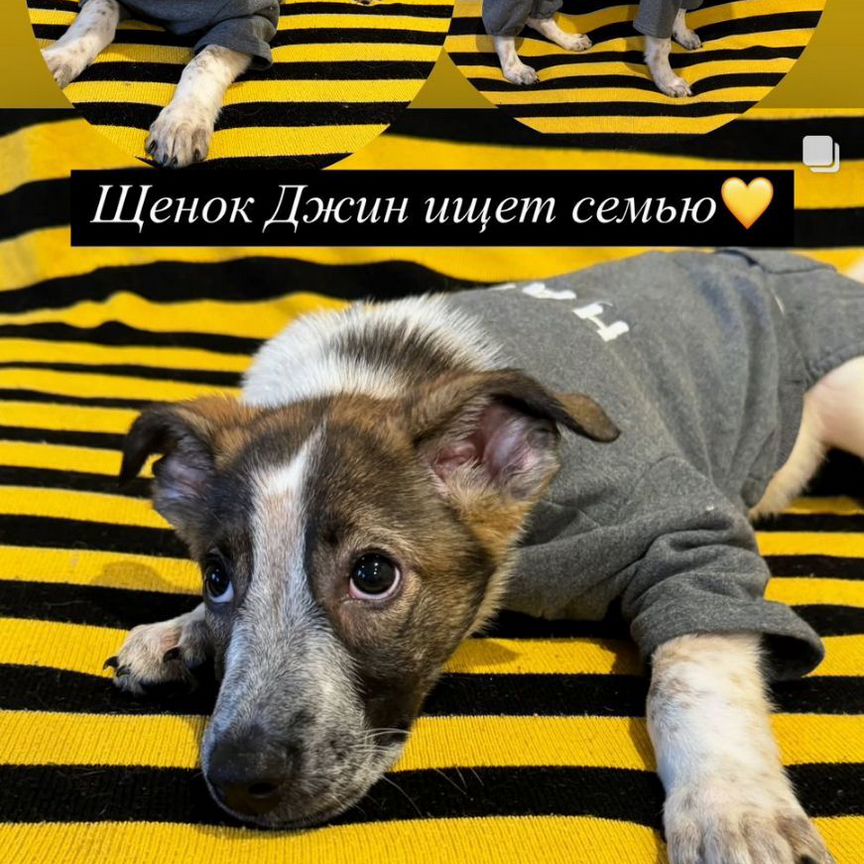 Собака в добрые руки отдам бесплатно