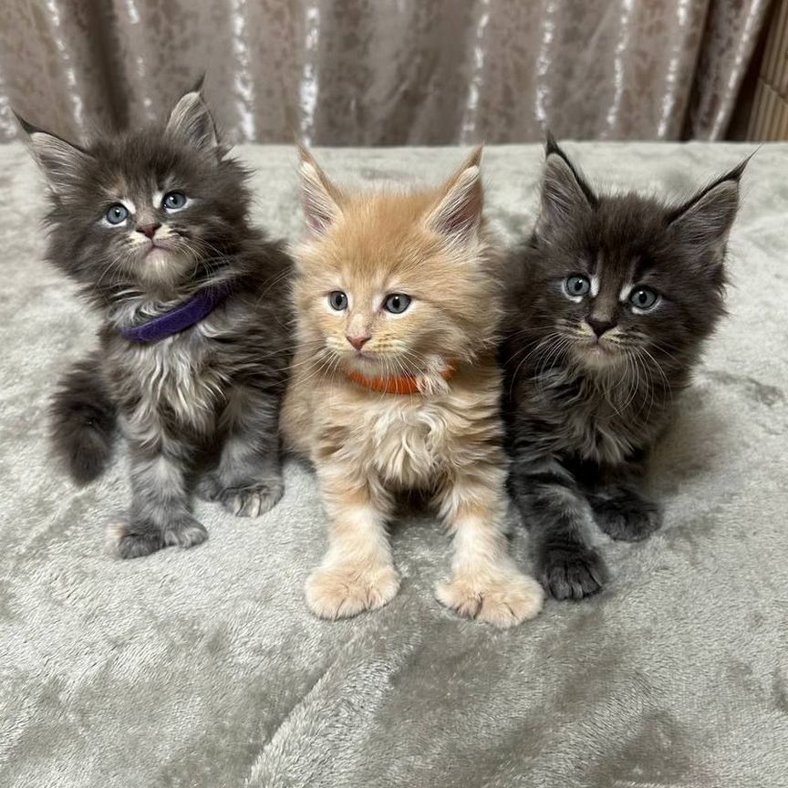 Мейн-кун котёнок