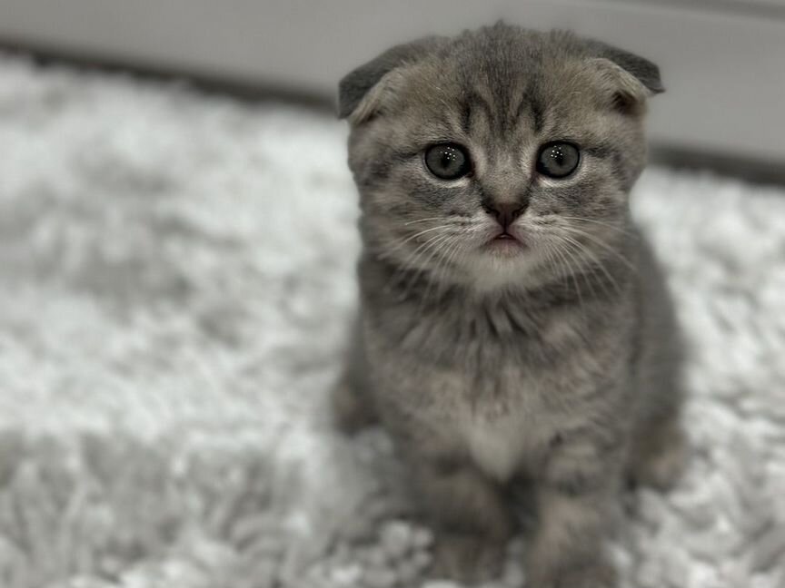 Кошечка от шотландской мамы