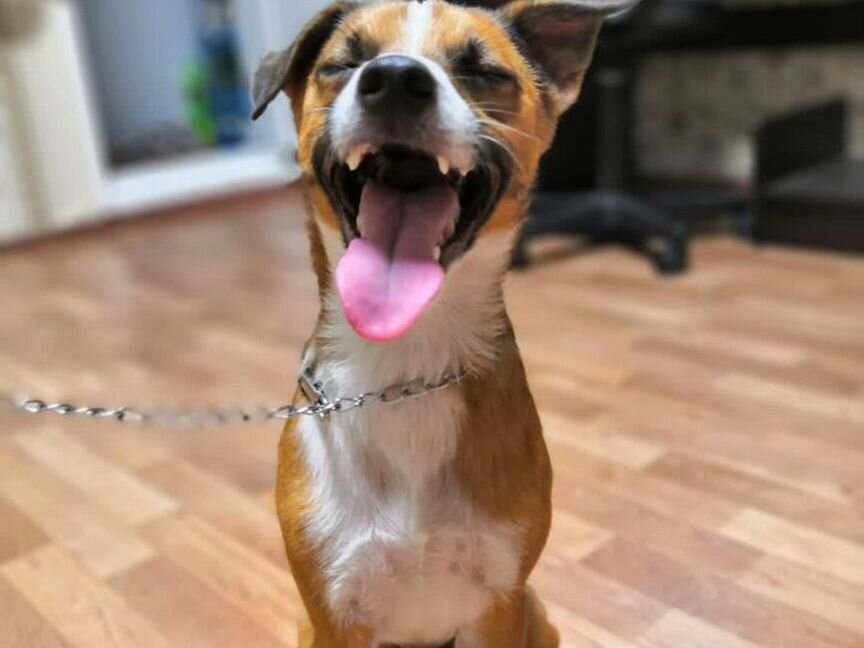 Вязка метис дрек рассел