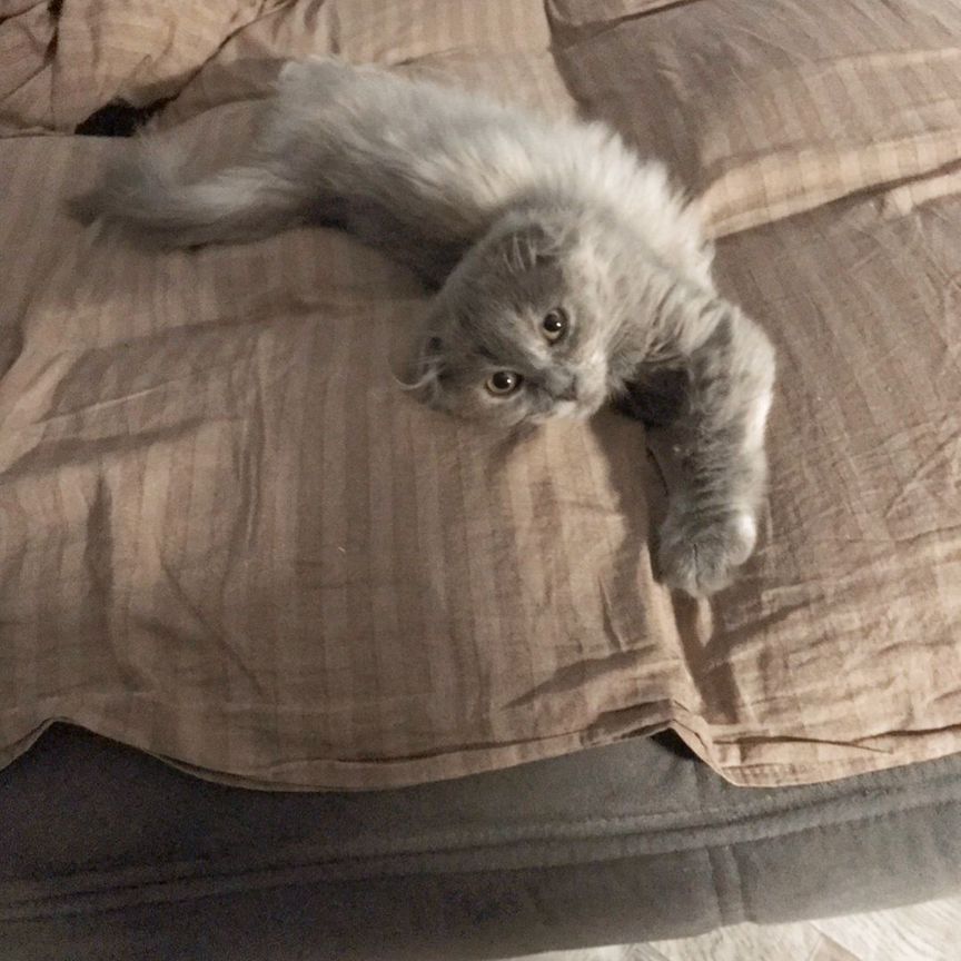 Кошки вислоухие бесплатно