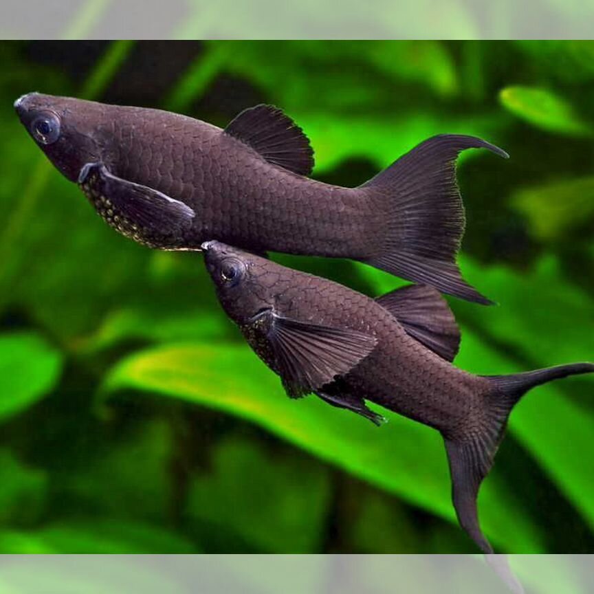 Аквариумные рыбки