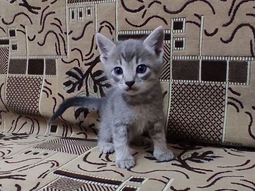 Месячные котята