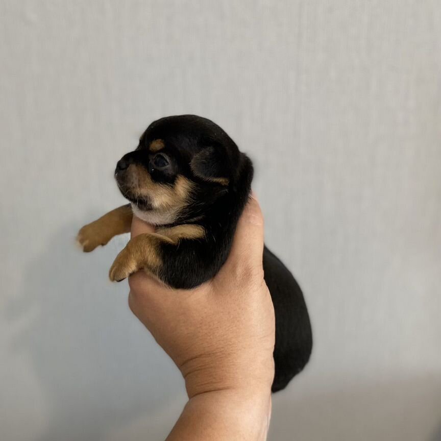 Щенки чихуахуа