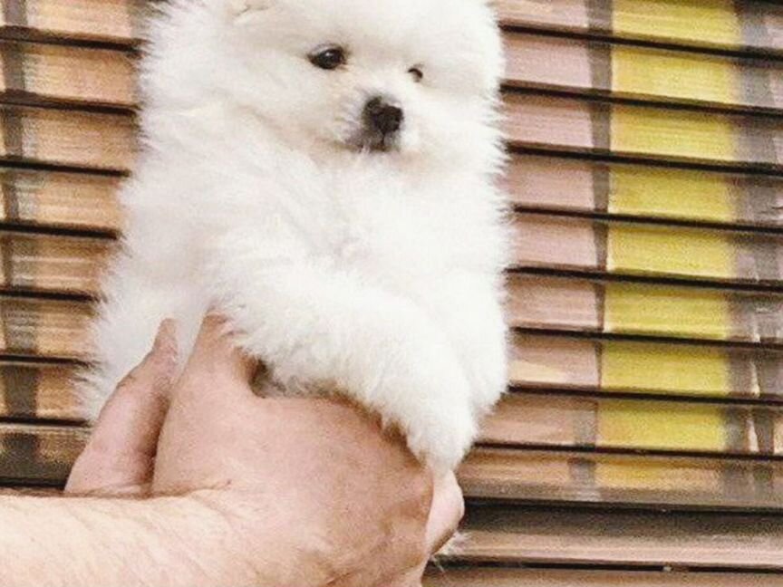 Померанский шпиц