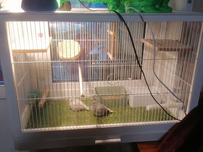 Бриллиантовая горлицы с клеткой