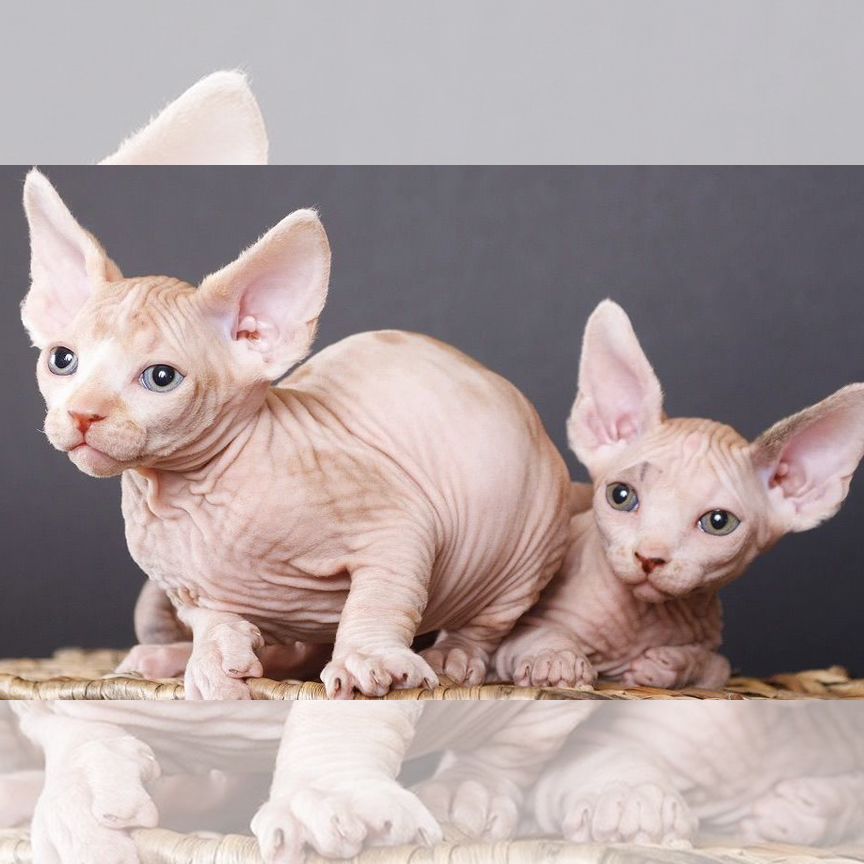 Канадский сфинкс котёнок