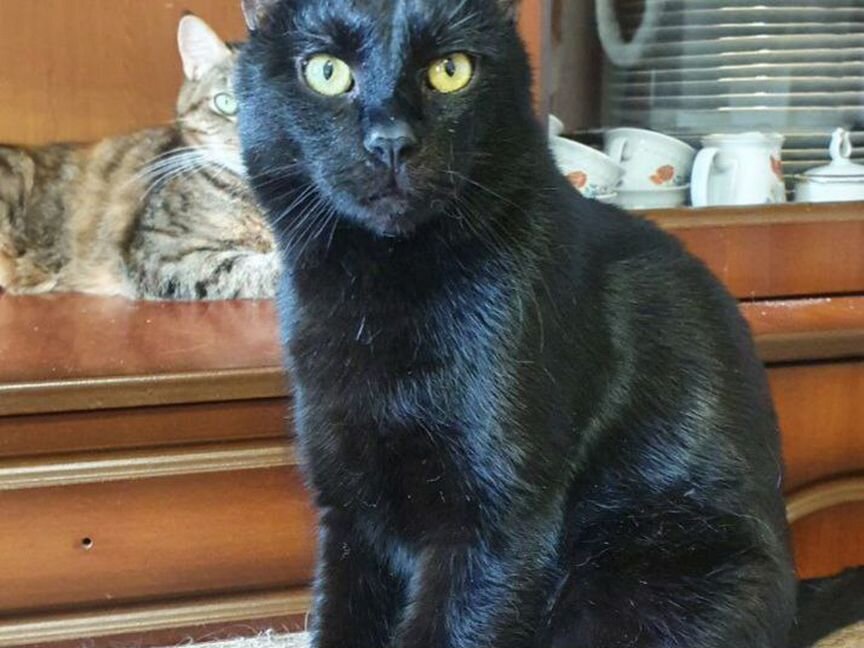 Великолепный чёрный кот