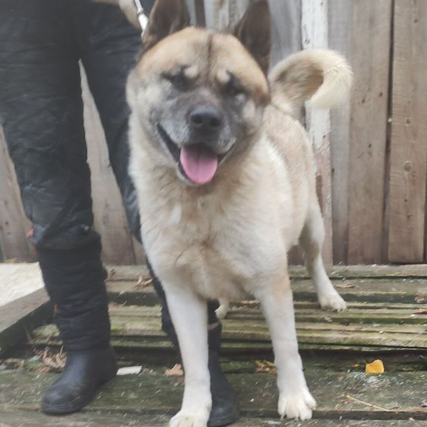 Взрослый пёс в добрые руки