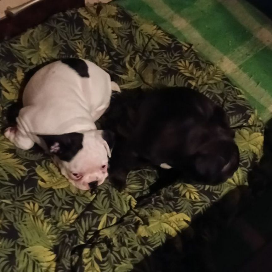 Французский бульдог, щенок