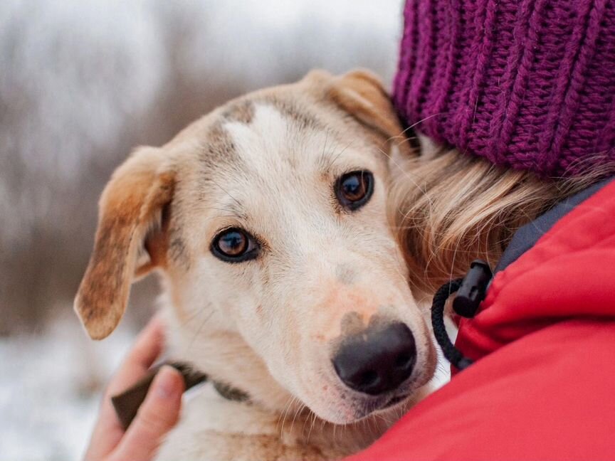 Собака в добрые руки