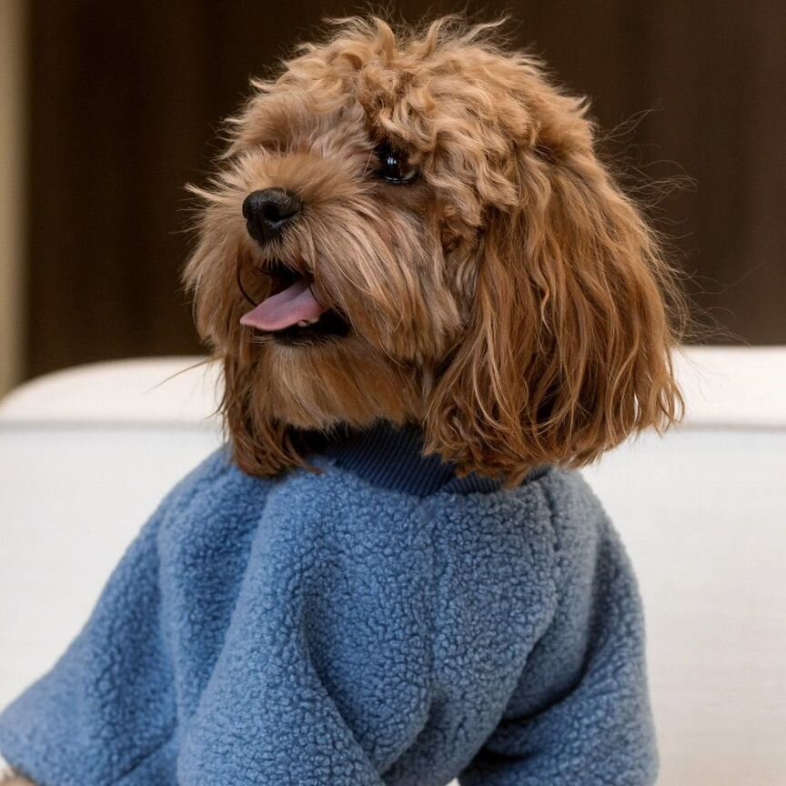 Свитшот для собаки