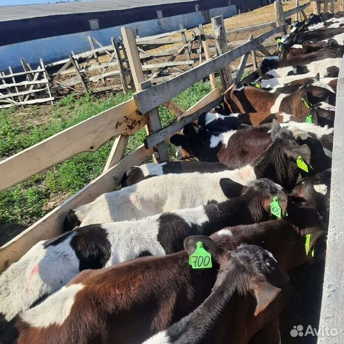 Бык,быки,телята