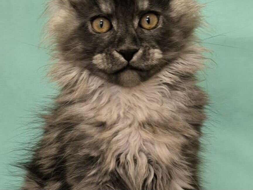 Черный дымный котик