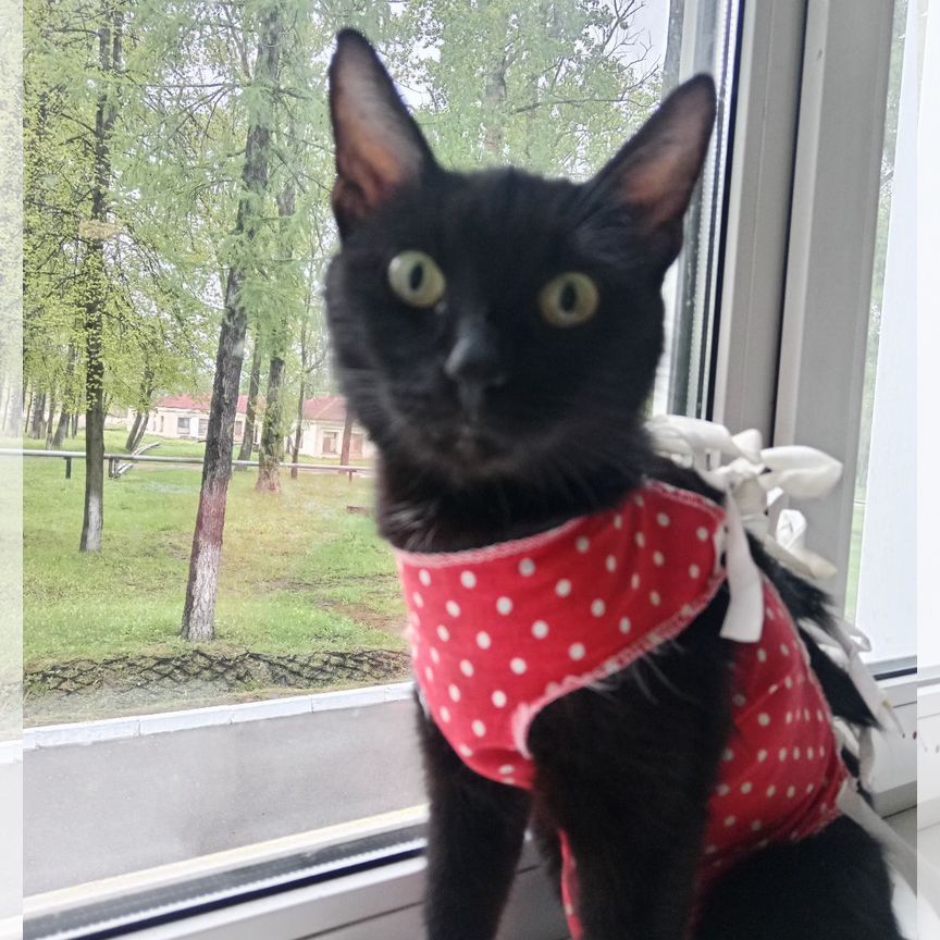 Взрослая, кошка в добрые руки